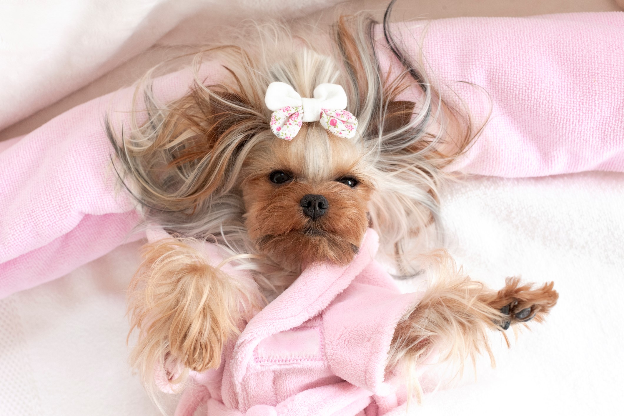 Pets Grooming – Service for Dogs and Cats